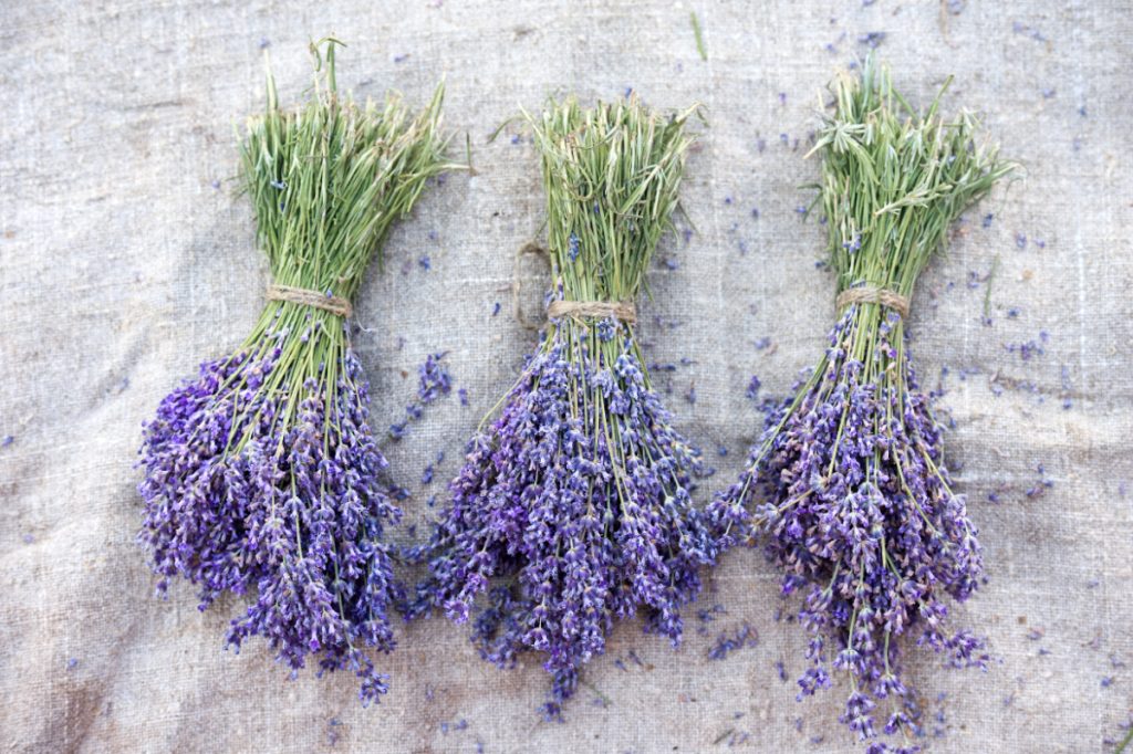 8 Great Benefits of Lavender