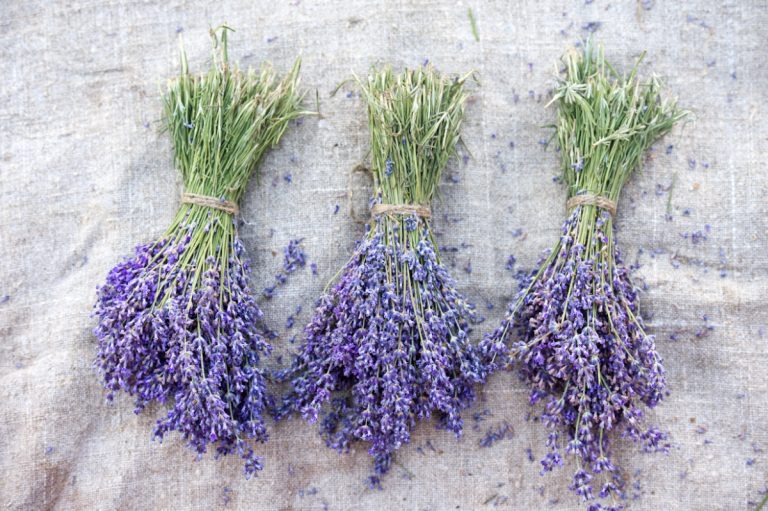 8 Great Benefits of Lavender